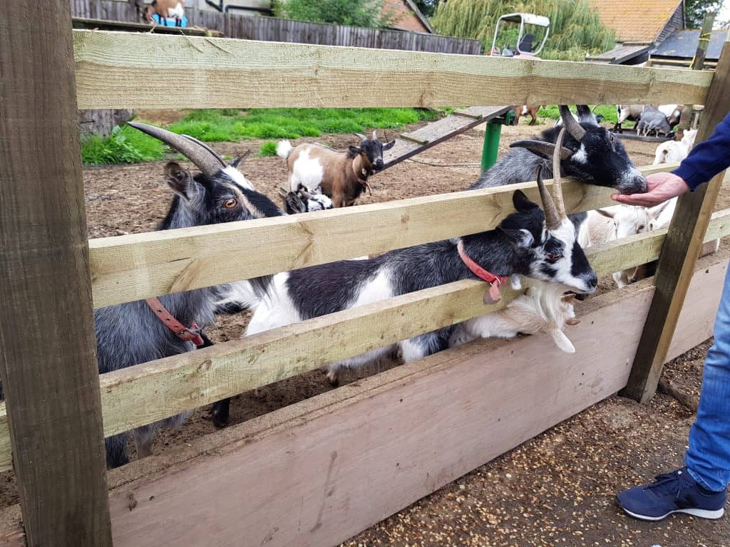 Where we've been today | Our day at Finkley Down Farm - Prosecco Mum